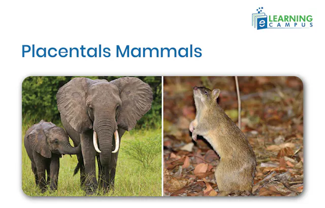 What Are Mammals? Characteristics, Types & Examples Facts